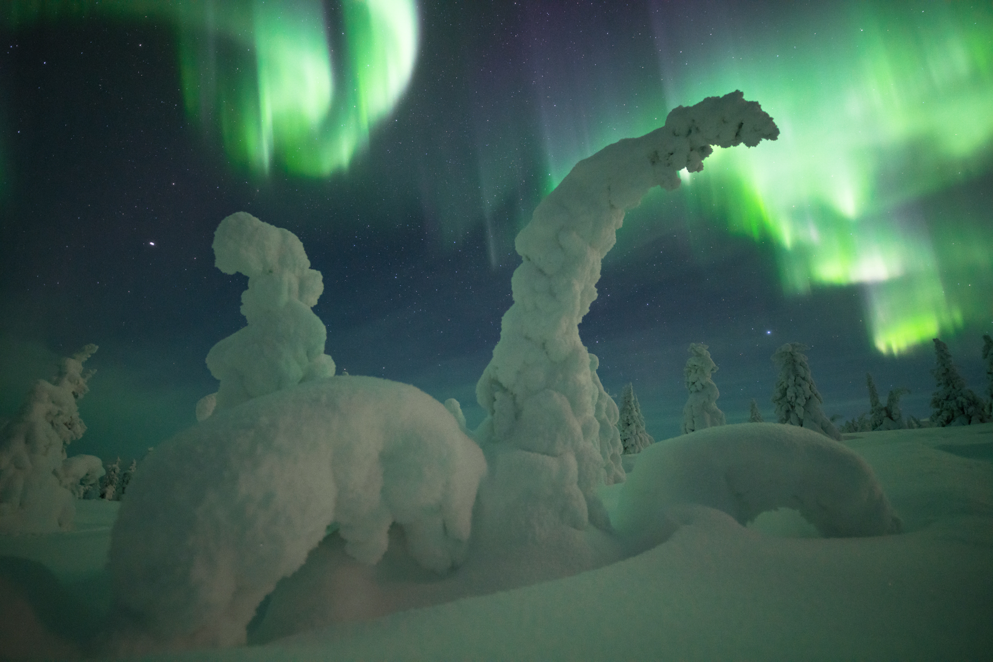 Winter Aurora – Naturskyddsföreningen i Norrbotten