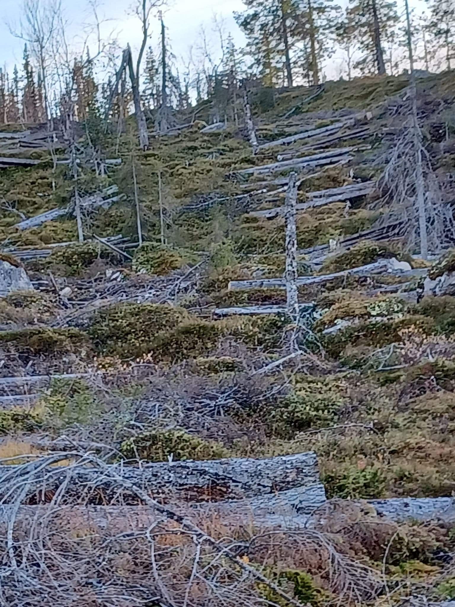 SCA har avverkat urskogsartad skog inom planerat naturreservat vid ...